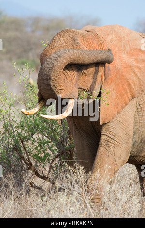 African elephant (Loxodonta africana), Tsavo, Kenya, East Africa ...