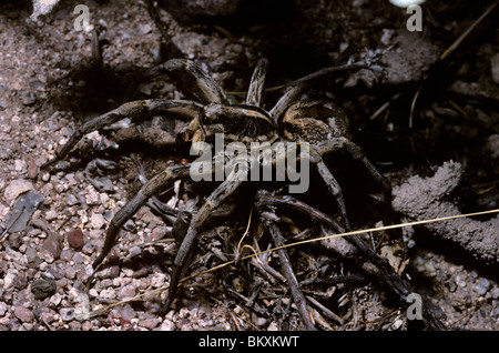 Wolf Spider, Lycosidae, Arizona, USA Stock Photo - Alamy