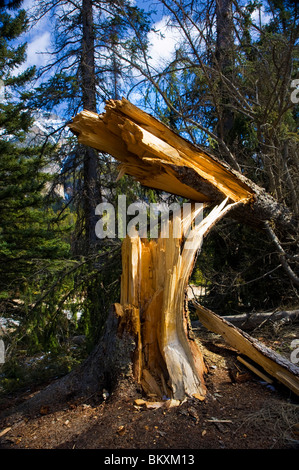 A fallen tree blown over by the wind blocking a track Stock Photo ...
