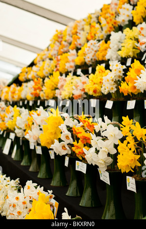 Display of daffodil varieties at RHS Cardiff Flower Show Stock Photo ...