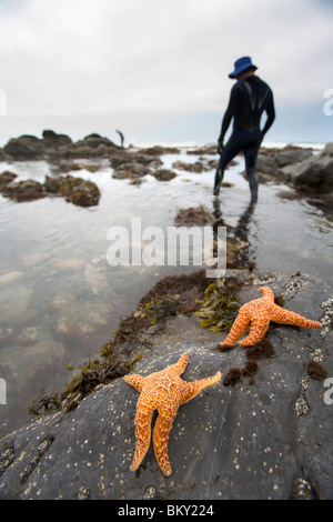 starfish in water color background. view of a starfish located on glass ...