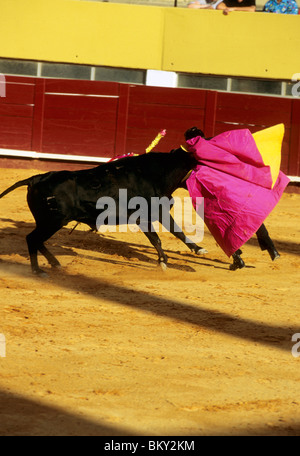 Matador is tossed by Bull in attack in ring at bullfight Stock Photo ...