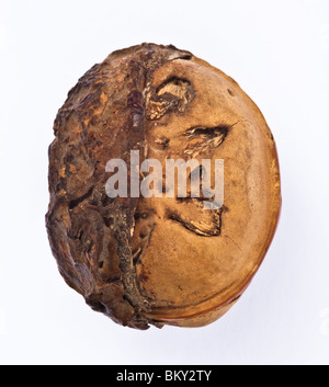 Seed of the Tambalacoque tree(Sideroxylon grandiflorum; formerly ...