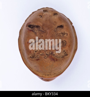 Seed of the Tambalacoque tree(Sideroxylon grandiflorum; formerly ...