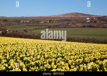 Daffodils in a field; Townshend; Cornwall Stock Photo - Alamy