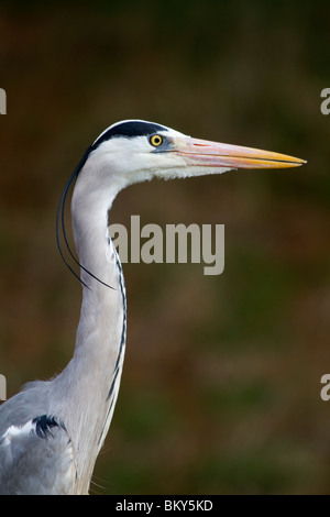 Grey heron, ardea cinerea, portrait and plants Stock Photo - Alamy