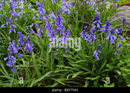 Spanish bluebells, Hyacinthoides hispanica, in full blue flower in a ...