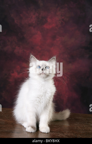 Birman cat, kitten, 12 weeks, Holy Birman, sideways Stock Photo - Alamy