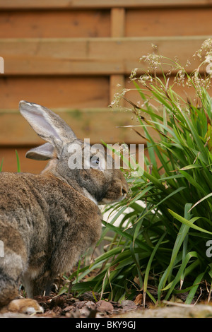 Domestic rabbit, lateral, profile Stock Photo - Alamy