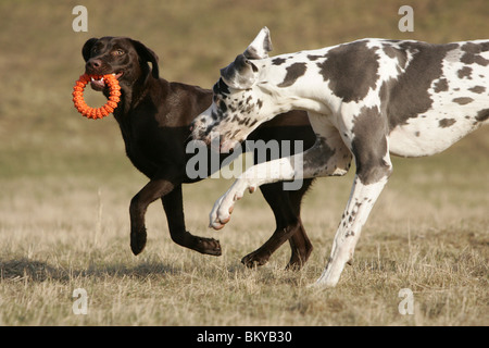 Labrador retriever dogs playing Stock Photo - Alamy