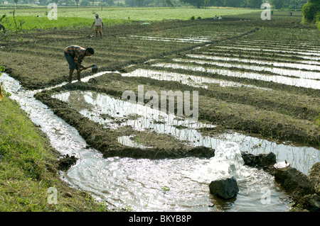 Irrigation at Ralegan Siddhi near Pune ; Maharashtra ; India Stock ...