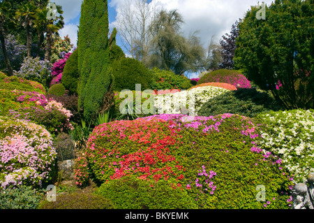 Azaleas in Rock Garden at Leonardslee Gardens Stock Photo - Alamy