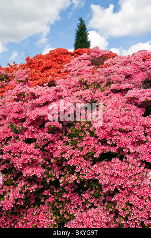 Pink and red azalea shrubs Stock Photo - Alamy