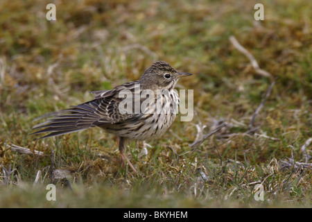 Meadow Pipit or Titlark (Anthus pratensis), carrying a number of ants ...