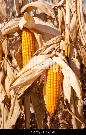 Closeup corn on the stalk in the corn field Stock Photo - Alamy