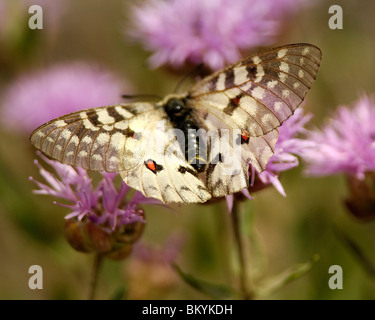Clodius Parnassian (Parnassius clodius Stock Photo - Alamy