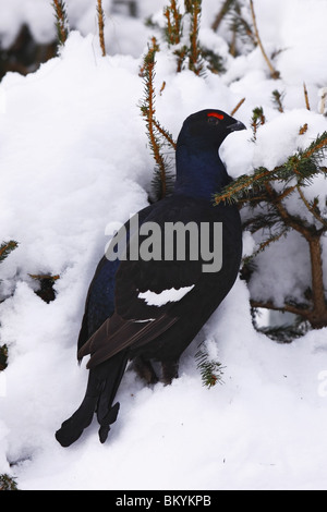 Black Grouse (Tetrao tetrix, Lyrurus tetrix), droppings. Sweden Stock ...