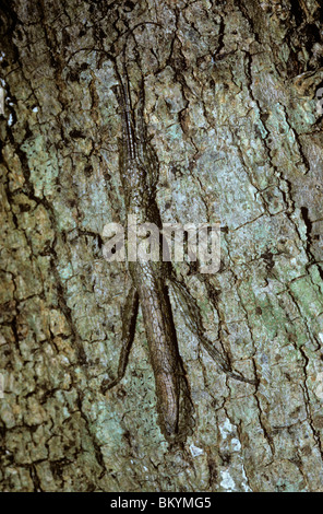 Cryptic stick insect (Prisopus sp.) in the rainforest, Orellana ...