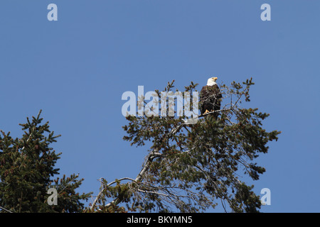 Bald Eagle Adult Flying Low over Ocean Stock Photo - Alamy