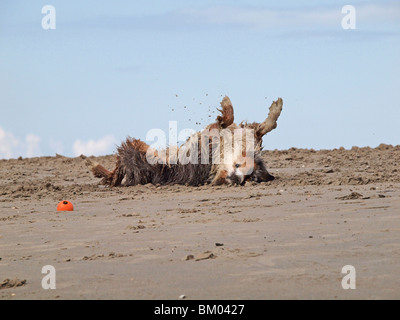 wallowing Australian Shepherd Stock Photo - Alamy