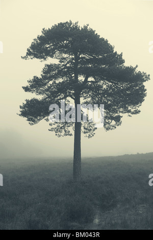 Mist in the fir tree forest of the Austrian Alps - great mountain view ...