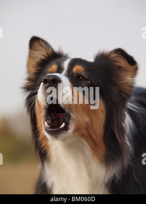 barking Australian Shepherd Stock Photo - Alamy