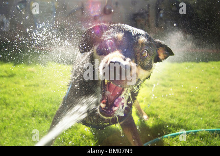 Dog attacking water hose in backyard fun vicious an wide eyed bearing ...