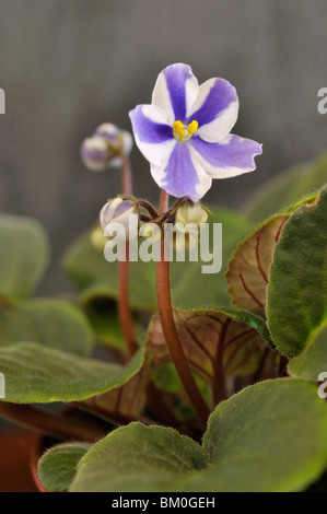 African violet (Saintpaulia ionantha), Gesneriaceae Stock Photo - Alamy