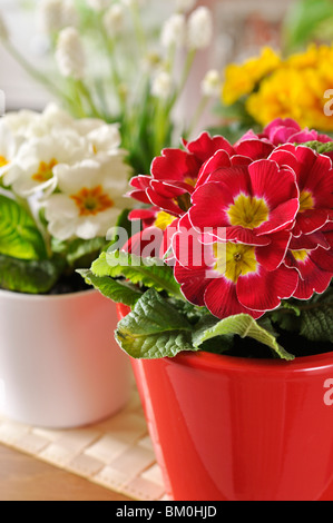 White flowers of primroses (primula) vulgaris or English primrose ...