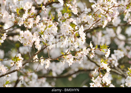 Japanese alpine cherry (Prunus nipponica). Cherry tree growing in the ...