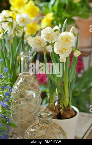Double daffodil bridal crown flower on sky background Stock Photo - Alamy