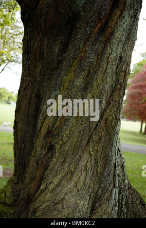Closeup of twisted tree trunk showing bark detail Stock Photo - Alamy
