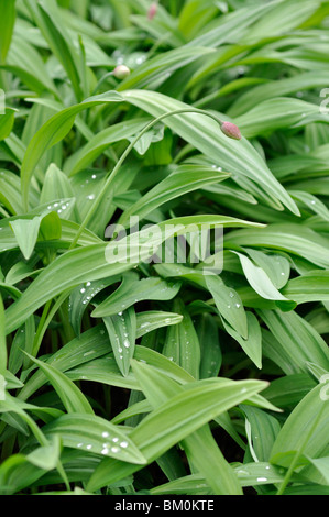 Leek bud, Allium Stock Photo - Alamy