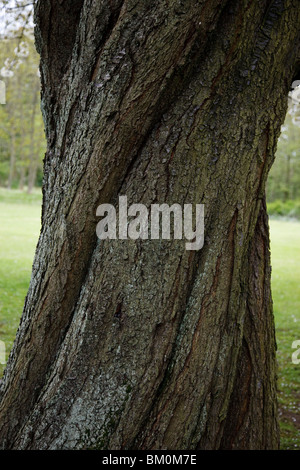 Twisted tree trunk Stock Photo - Alamy
