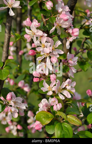 Crab apple (Malus x micromalus Stock Photo - Alamy