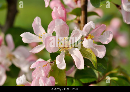 Crab apple (Malus x micromalus Stock Photo - Alamy