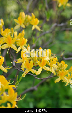 Pontic azalea (Rhododendron luteum Stock Photo - Alamy
