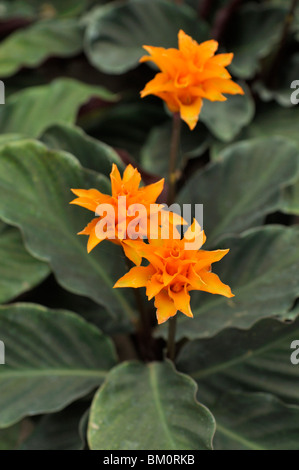 tropical orange flowers of the Calathea Crocata plant commonly known as ...