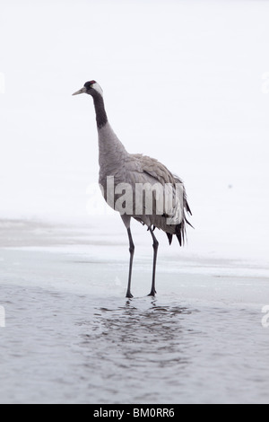Common Crane on ice Stock Photo - Alamy