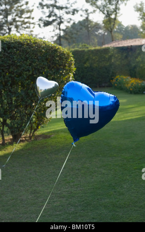 Blue silver heart shaped balloons inflated with helium on the ceiling ...