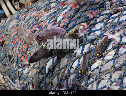 Hauling a deep-sea trawl net. The catch is primarily Ribaldo (Morid Cod ...