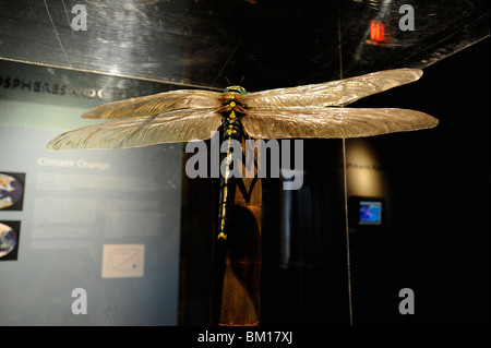 Peabody Museum, Connecticut. Giant Meganeuropsis protodonata giant ...