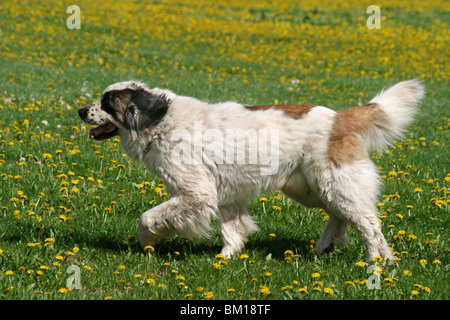Moscow watchdog, dog walking in a sunny day in the forest. Spain Stock ...