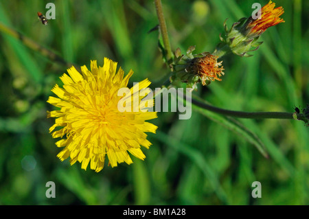 Crepis vesicaria, beaked hawksbeard Stock Photo - Alamy