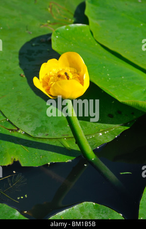 Spatterdock, yellow water-lily, cow lily, yellow pond-lily, Nuphar ...