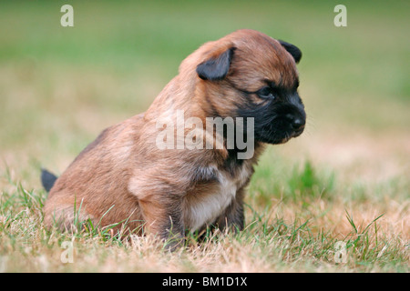 Harzer Fuchs Welpe / Puppy Stock Photo - Alamy