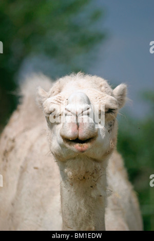 Kopf eines Dromedares / Dromedary head Stock Photo - Alamy