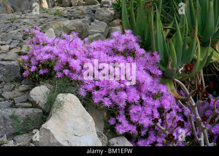 Lampranthus multiradiatus (L. roseus Stock Photo - Alamy
