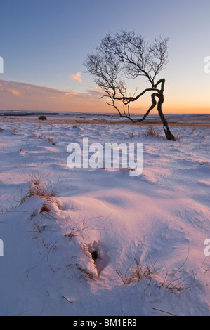 Twisted tree in sunset Stock Photo - Alamy