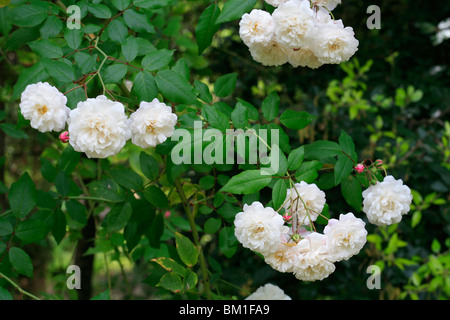 Rosa sarmentosa "Felicitè et Perpètue", climbing rose Stock Photo - Alamy